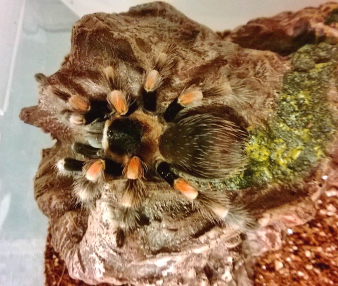 B. smithi is Now B. hamorii – A Breakdown of the Taxonomic Revision ...
