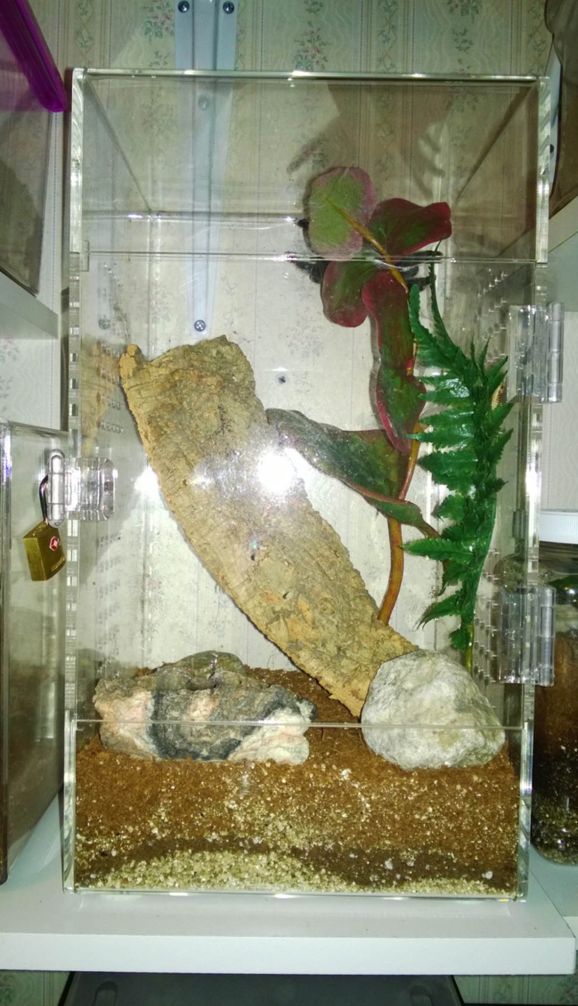 Tarantula Enclosures – Premium and DIY | Tom's Big Spiders