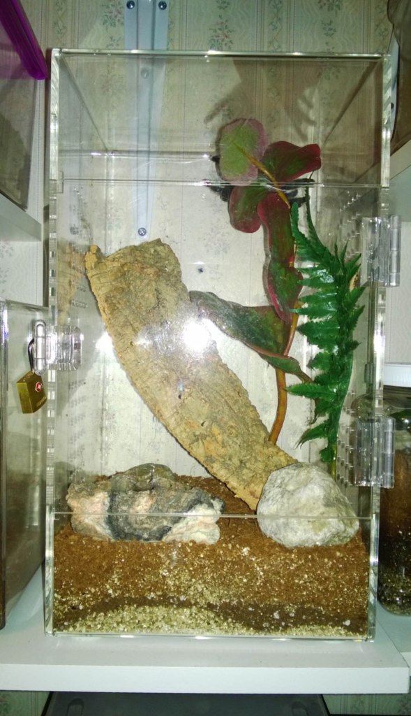 Tarantula Enclosures – Premium and DIY | Tom's Big Spiders