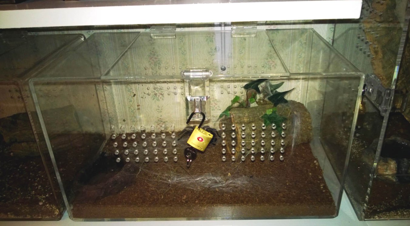 Tarantula Enclosures – Premium and DIY | Tom's Big Spiders