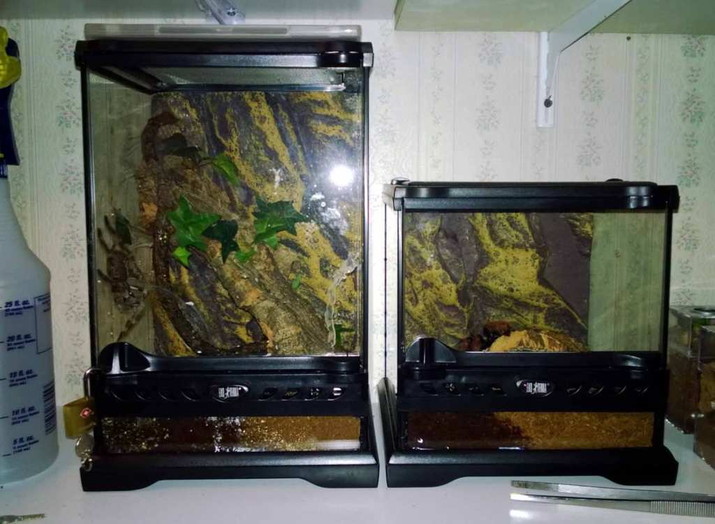 Tarantula Enclosures – Premium and DIY | Tom's Big Spiders