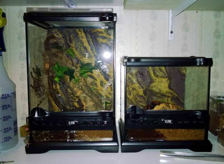 Tarantula Enclosures – Premium and DIY | Tom's Big Spiders