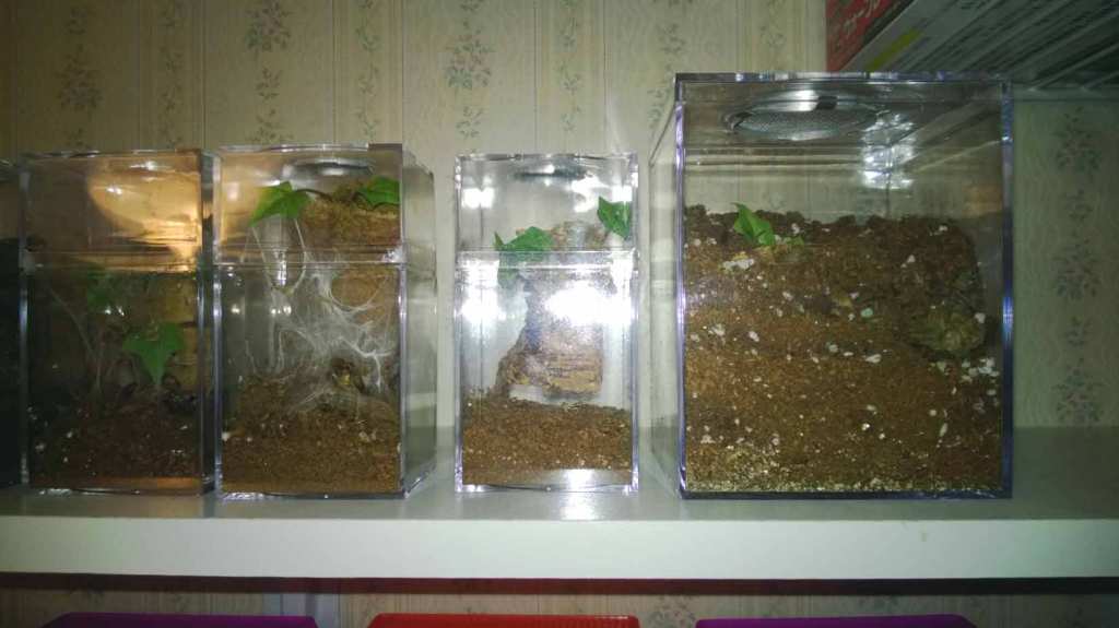 Tarantula Enclosures – Premium and DIY | Tom's Big Spiders