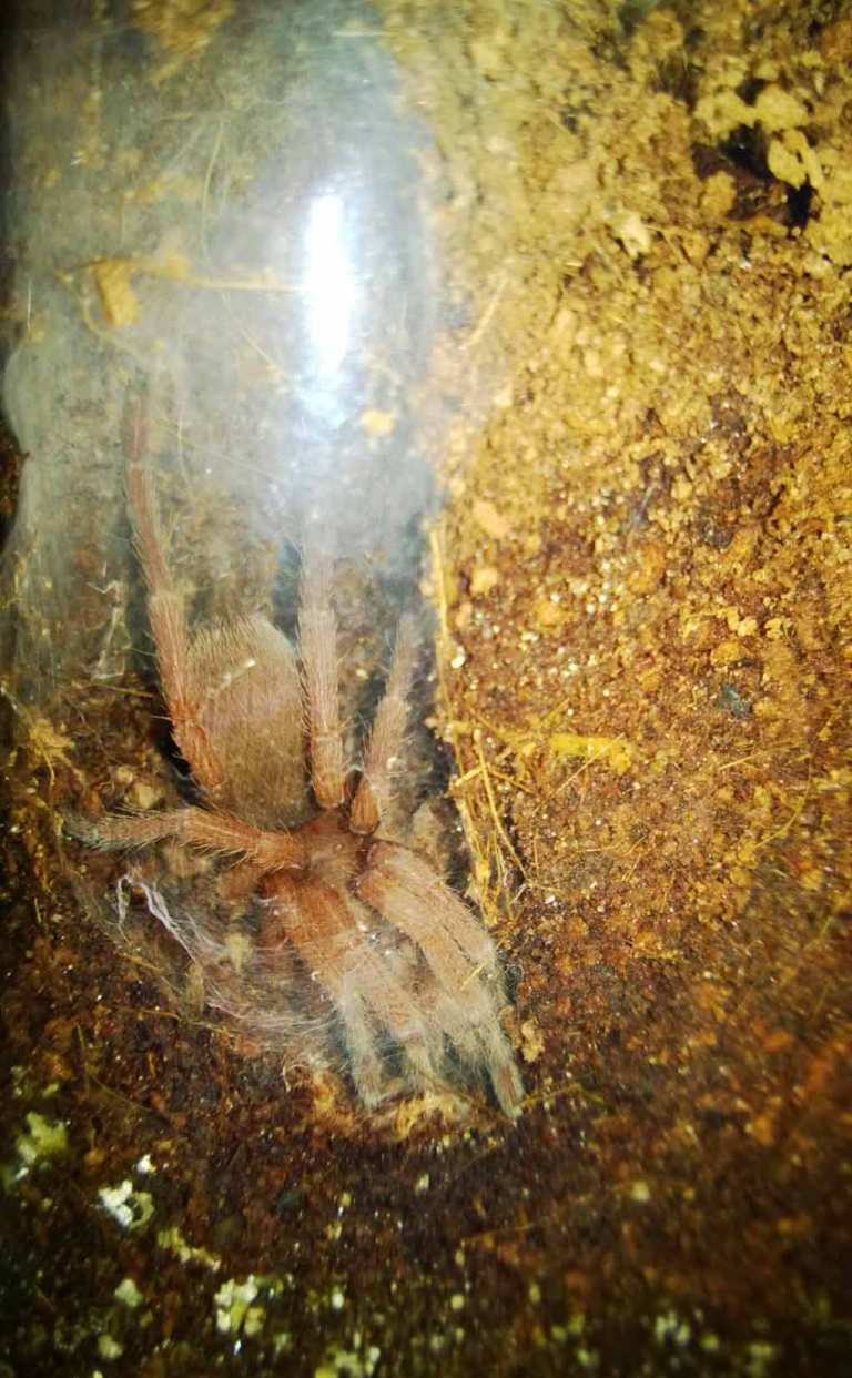 Orphnaecus philippinus – Philippine Tangerine | Tom's Big Spiders