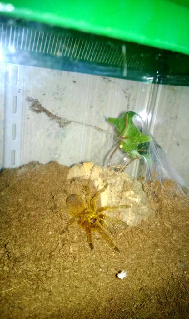 Pterinochilus murinus or OBT | Tom's Big Spiders