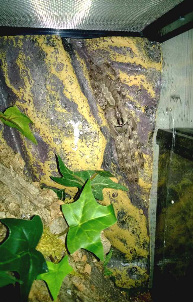 Poecilotheria vittata (Ghost Ornamental) | Tom's Big Spiders
