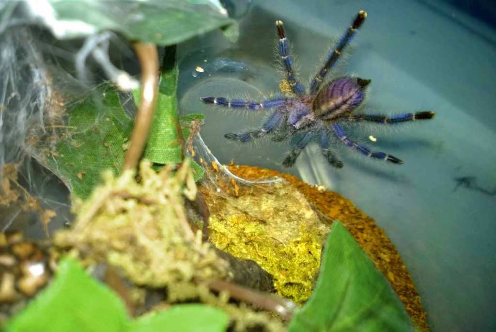 Beautiful Tarantulas! | Tom's Big Spiders