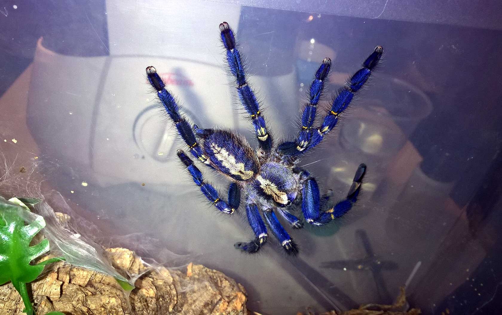 The Poecilotheria metallica – Yes, Tarantulas Can Be Beautiful | Tom's ...