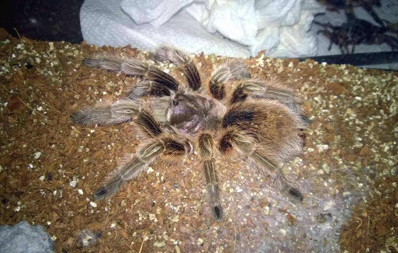 The Best Tarantula Species for Beginners | Tom's Big Spiders