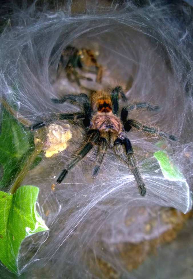 C. cyaneopubescens and P. cancerides Molts – Pictures! | Tom's Big Spiders