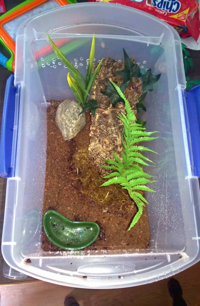 Poecilotheria Regalis (Indian Ornamental) | Tom's Big Spiders