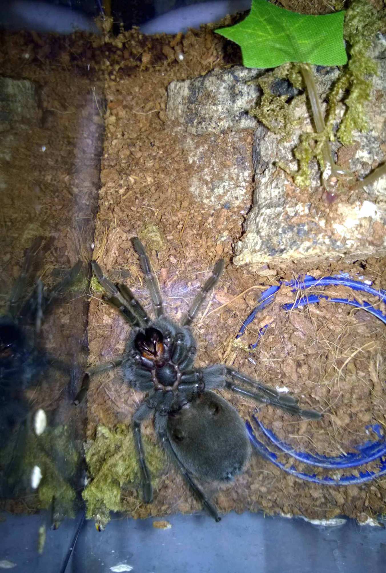 The Tarantula “Death Curl” | Tom's Big Spiders