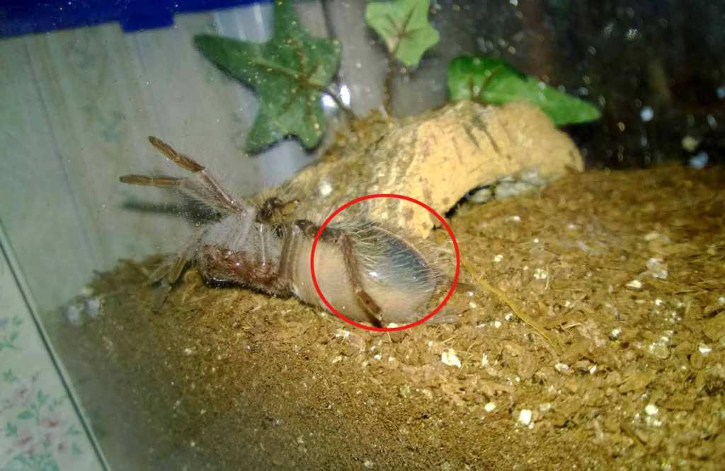 How Do I Know if My Tarantula Is in Premolt? | Tom's Big Spiders