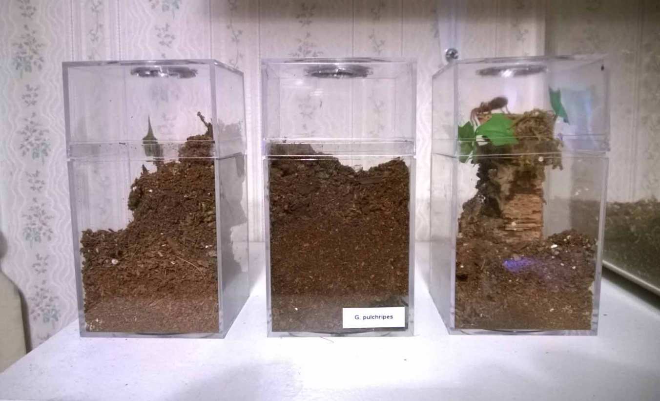 Tarantula Sling Husbandry – A Comprehensive Guide | Tom's Big Spiders
