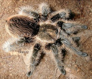 The Best Tarantula Species for Beginners | Tom's Big Spiders