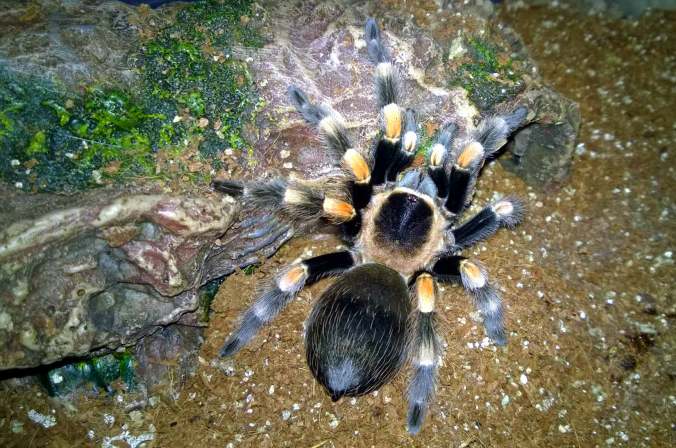The Best Tarantula Species for Beginners | Tom's Big Spiders