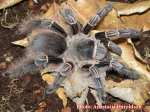 The Best Tarantula Species for Beginners | Tom's Big Spiders