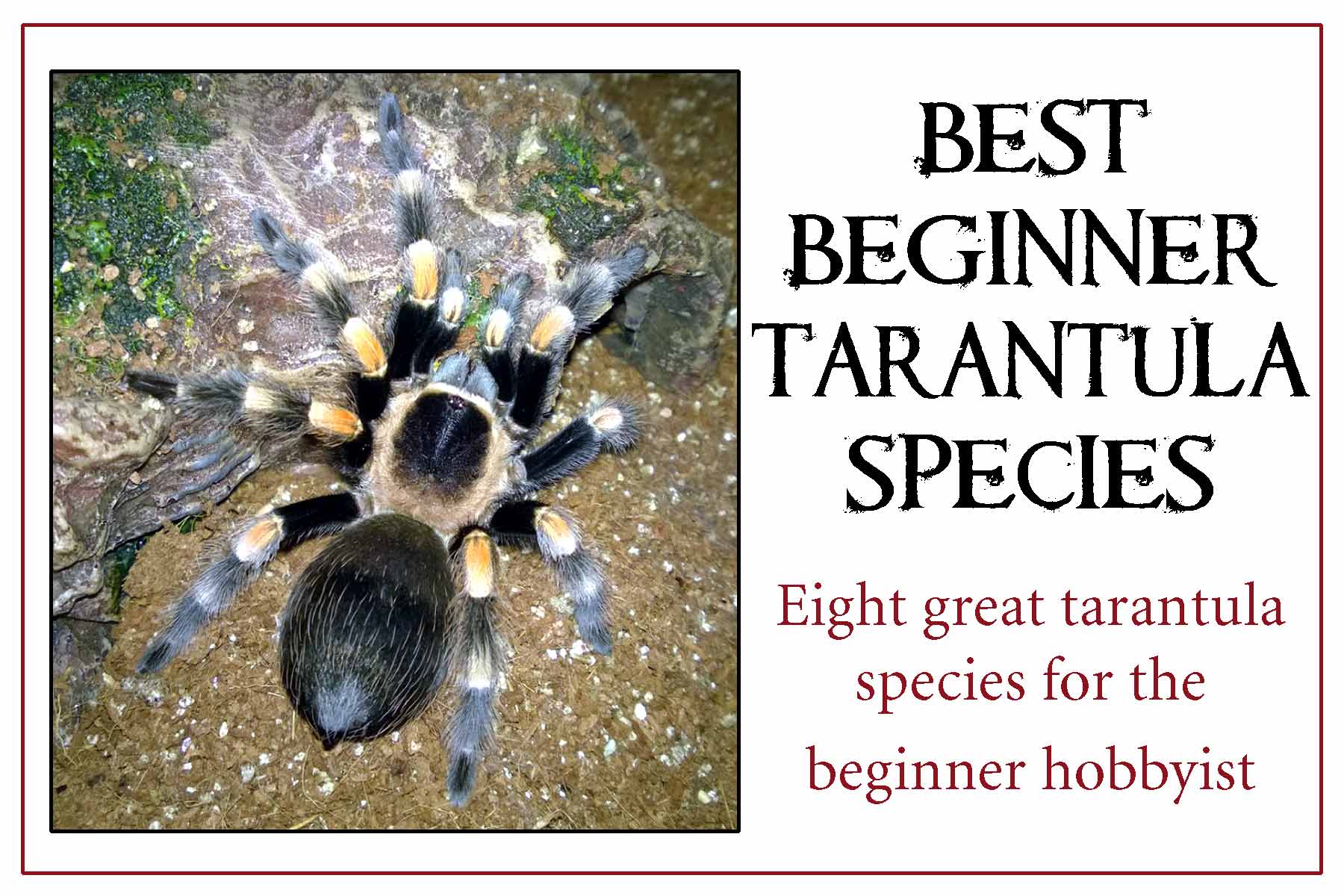 Beginner Guides | Tom's Big Spiders
