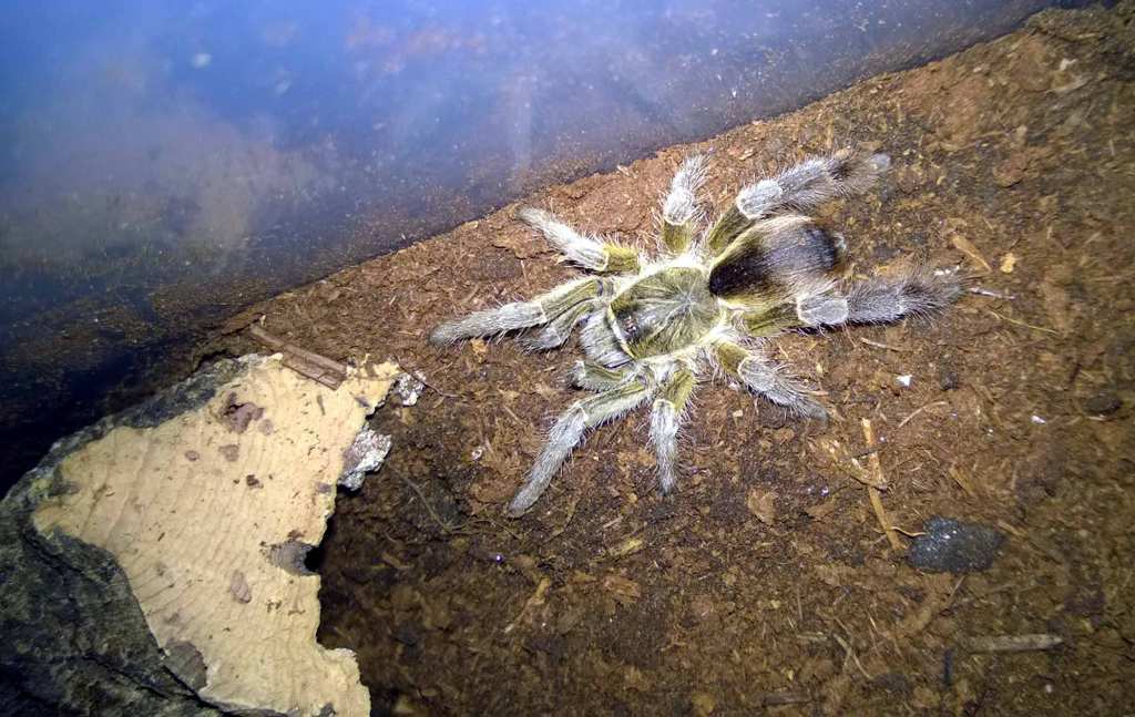 Eucratoscelus pachypus – The Stout Leg Baboon. | Tom's Big Spiders