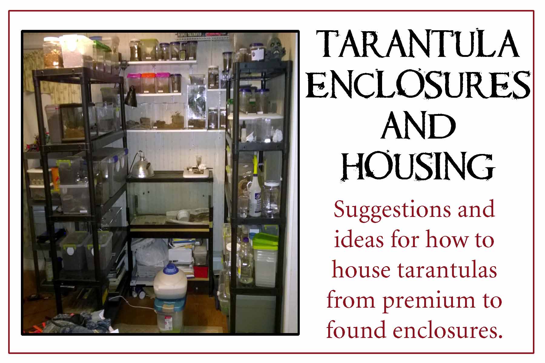 Beginner Guides | Tom's Big Spiders