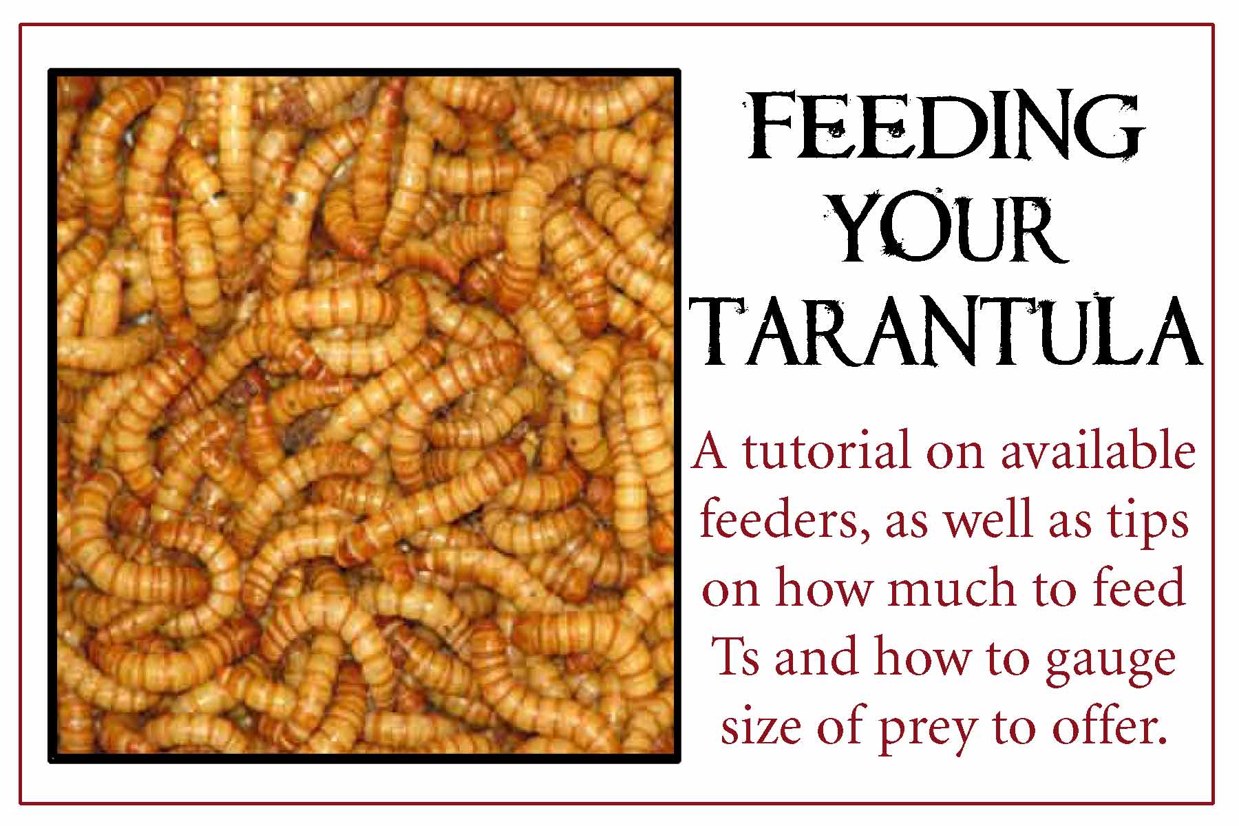 Beginner Guides | Tom's Big Spiders