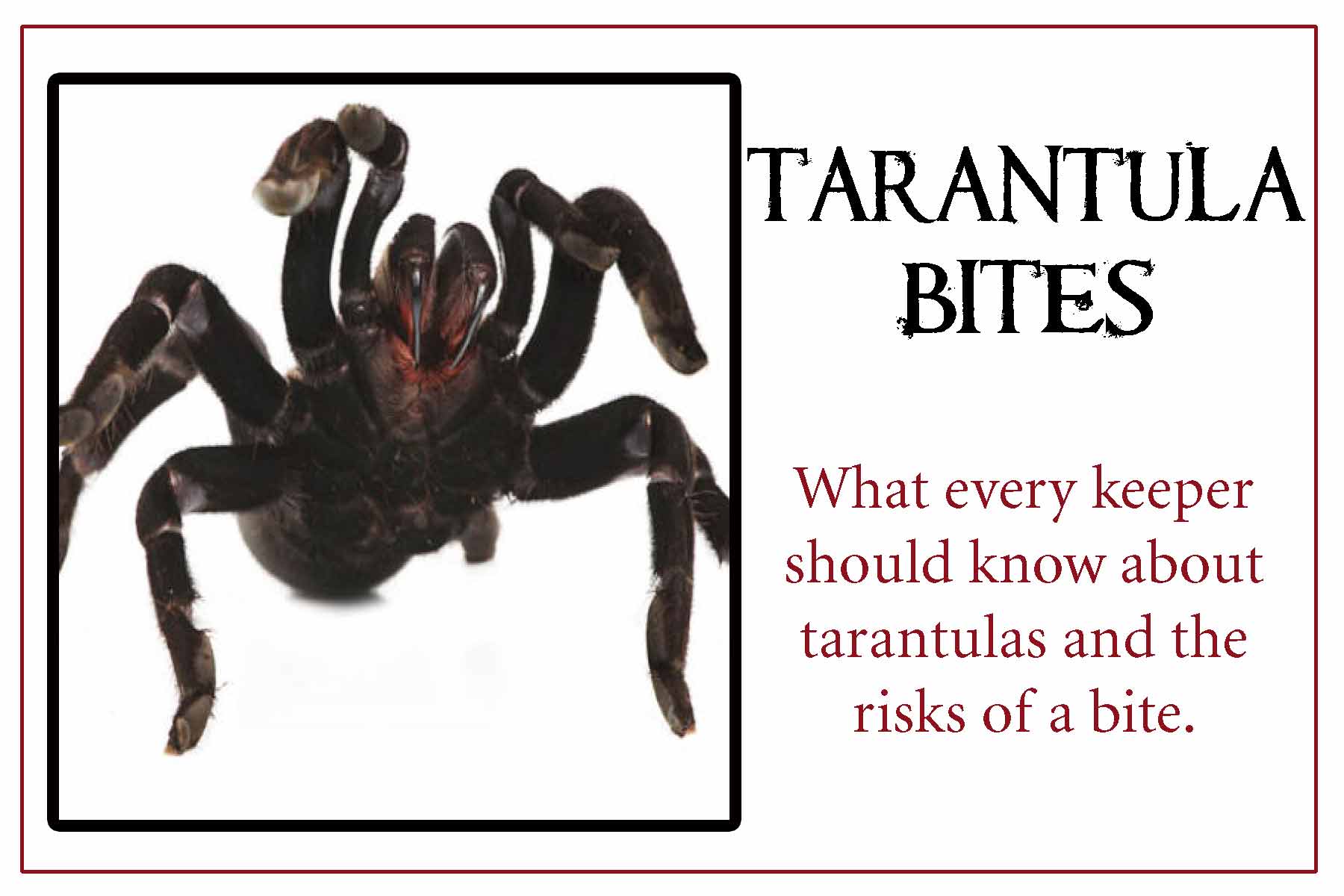 Beginner Guides | Tom's Big Spiders