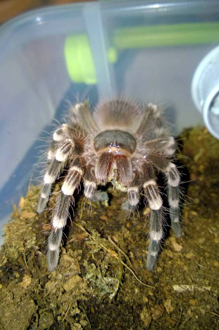 Tarantula Feeding – What, when, and how much to feed | Tom's Big Spiders