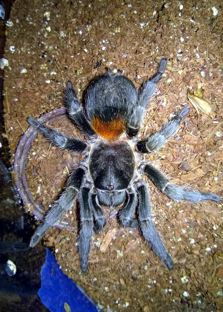 The Best Tarantula Species for Beginners | Tom's Big Spiders
