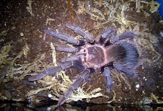 Tarantula Photo Gallery | Tom's Big Spiders