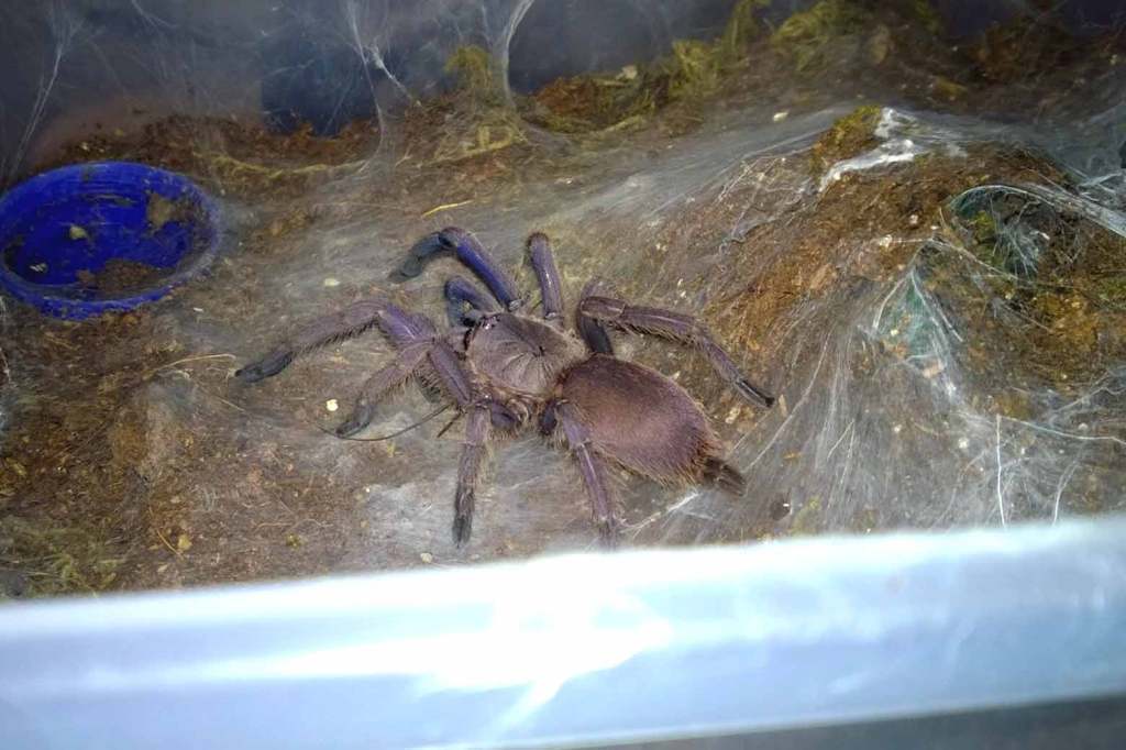 Chilobrachys guangxiensis – “The Chinese Faun” | Tom's Big Spiders