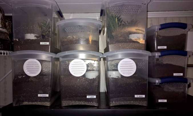 Quick and Easy DIY Tarantula Enclosure – Arboreal | Tom's Big Spiders