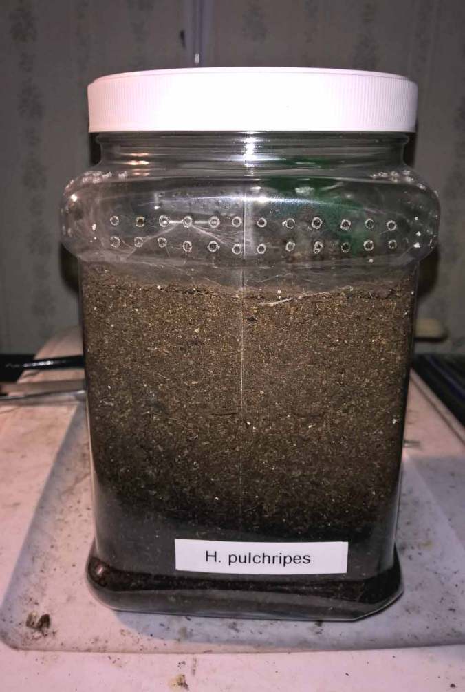 Harpactira pulchripes (Golden Blue Leg Baboon) | Tom's Big Spiders