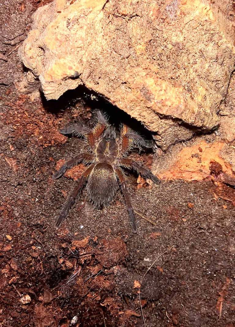 Harpactira pulchripes (Golden Blue Leg Baboon) | Tom's Big Spiders