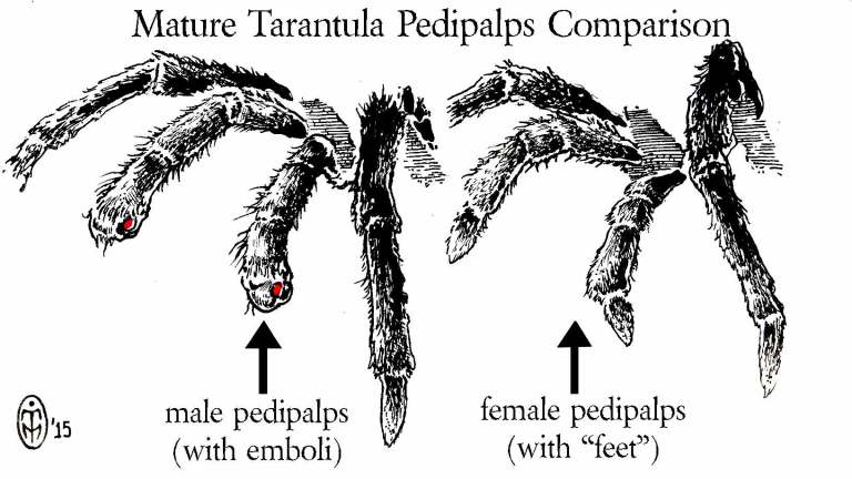 Sexing Tarantulas Using Molts | Tom's Big Spiders