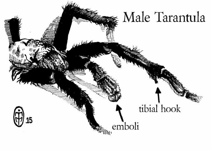 Sexing Tarantulas Using Molts | Tom's Big Spiders