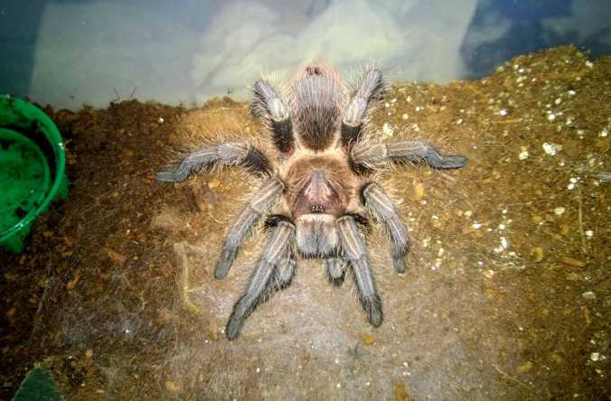 Phormictopus Species Husbandry | Tom's Big Spiders