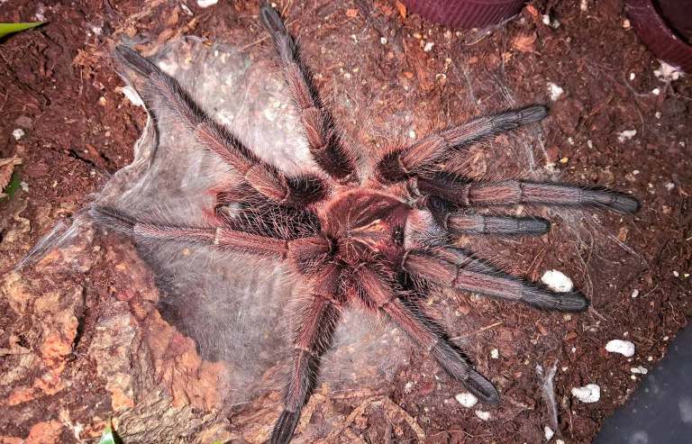 Phormictopus Species Husbandry | Tom's Big Spiders
