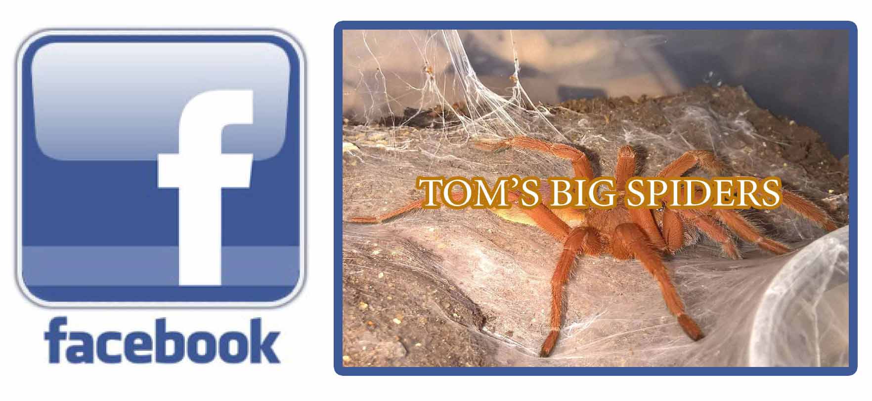 Tom’s Big Spiders on Facebook. | Tom's Big Spiders