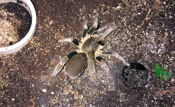 Tarantula Hybridization in the Hobby (Tarantula Controversies #5) | Tom ...
