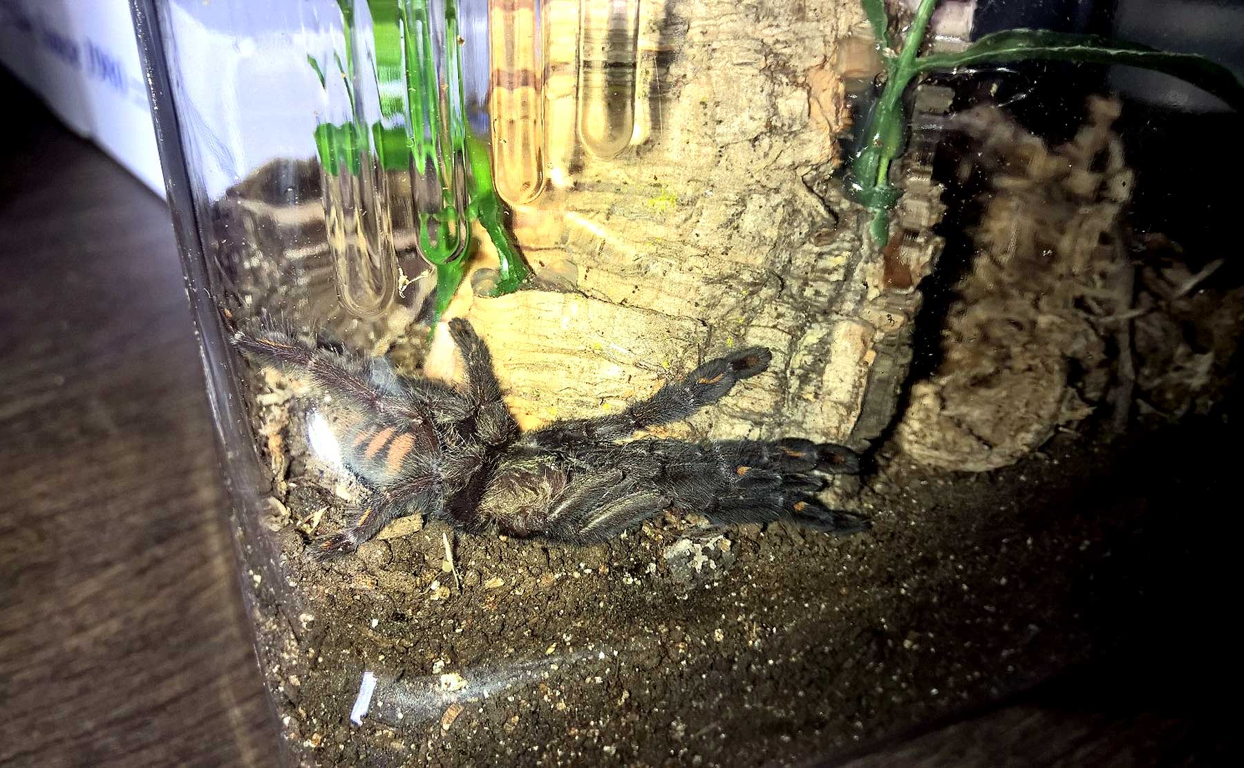 Fear Not Tarantulas – A FANTASTIC Place to Buy Spiders | Tom's Big Spiders