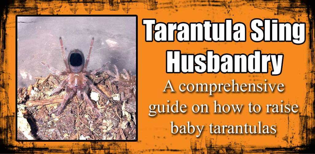 Tarantula Sling Husbandry – A Comprehensive Guide | Tom's Big Spiders
