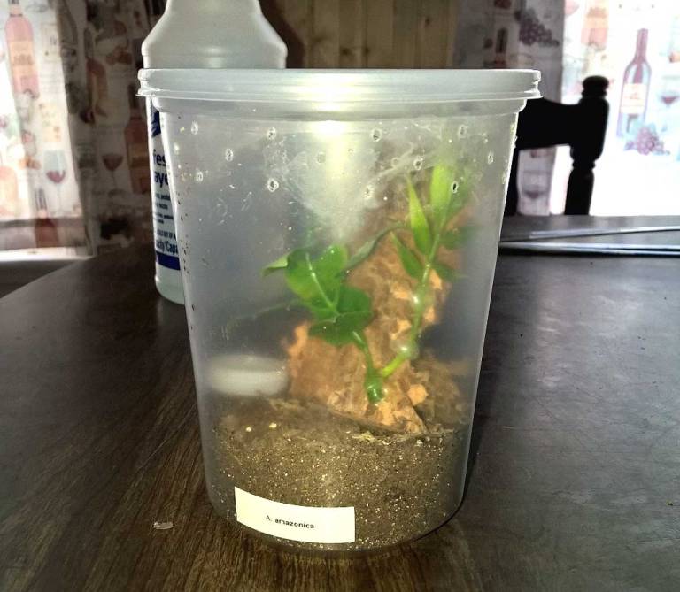 Tarantula Sling Husbandry – A Comprehensive Guide | Tom's Big Spiders