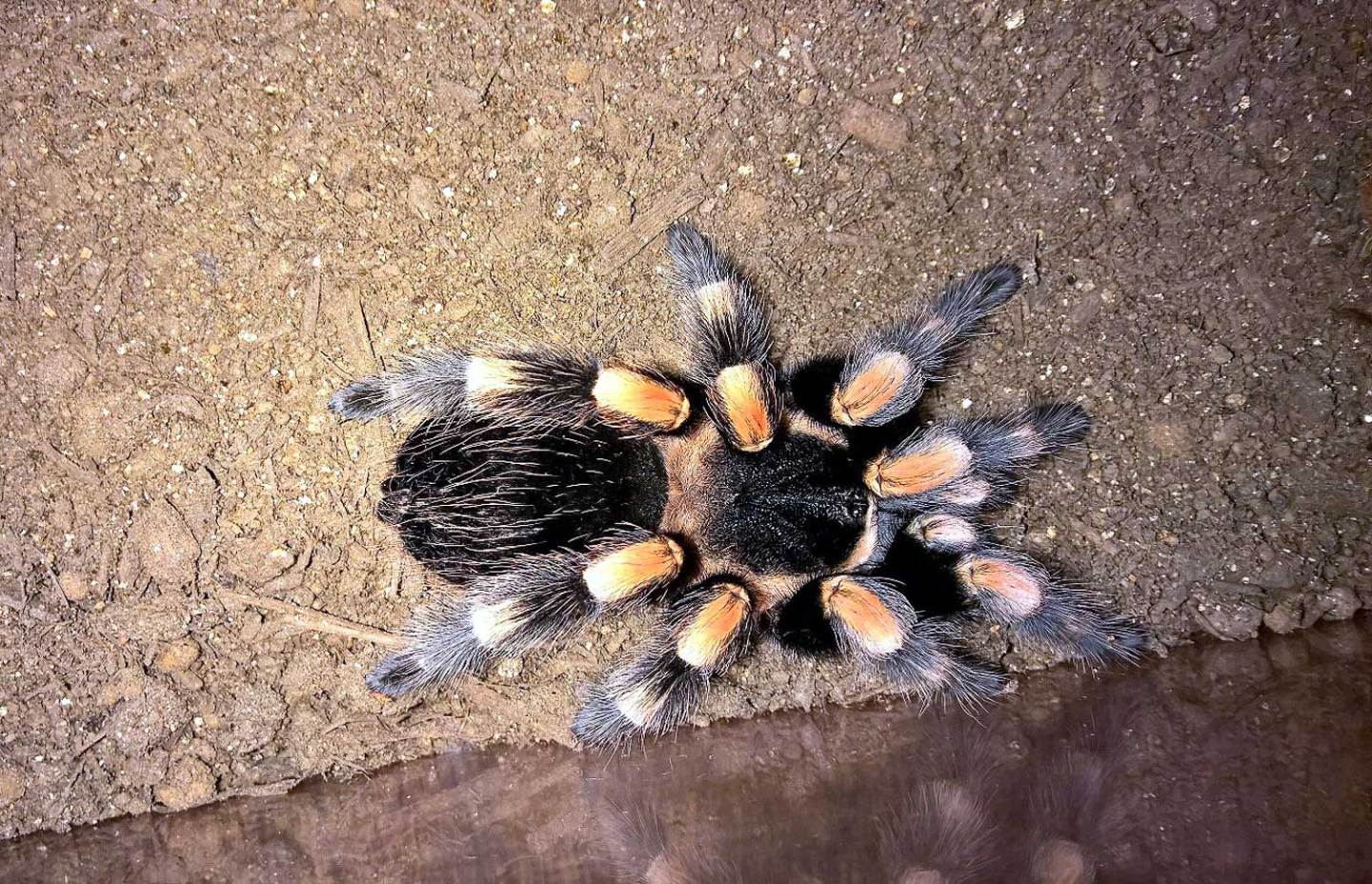 The Best Tarantula Species for Beginners | Tom's Big Spiders