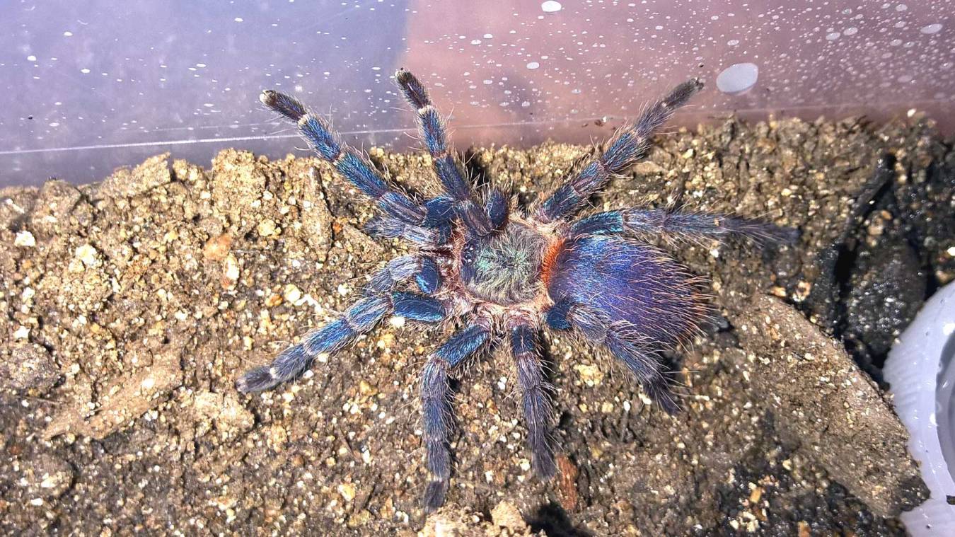 Dolichothele diamantinensis “Brazilian Blue Beauty” Care | Tom's Big ...