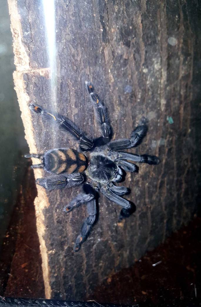 Psalmopoeus irminia “Venezuelan suntiger” Husbandry Notes | Tom's Big ...