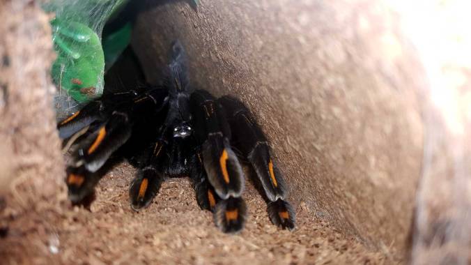 Psalmopoeus irminia “Venezuelan suntiger” Husbandry Notes | Tom's Big ...