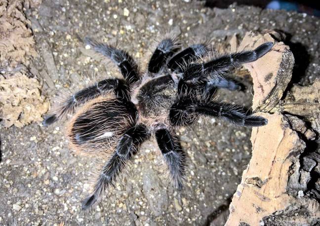 Tarantula Hybridization in the Hobby (Tarantula Controversies #5) | Tom ...