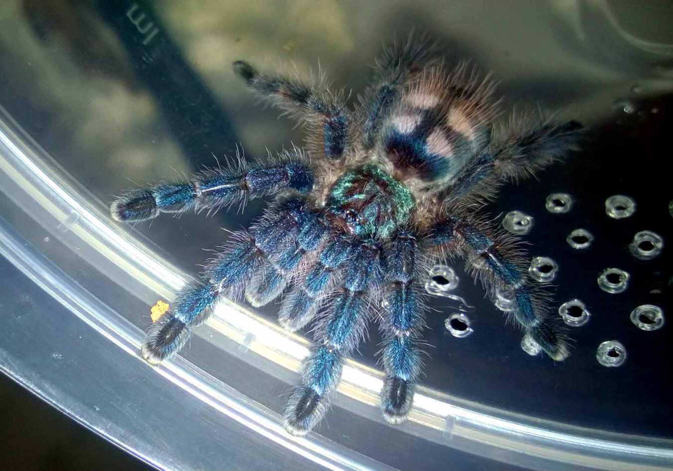 Caribena versicolor “The Martinique pinktoe” Husbandry Notes | Tom's ...