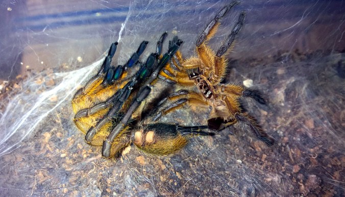 Harpactira pulchripes “The Golden Blue-legged Baboon” Care and ...