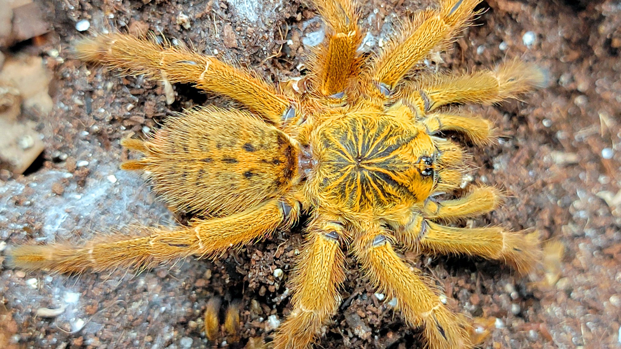 Old Word vs. New World Tarantulas | Tom's Big Spiders